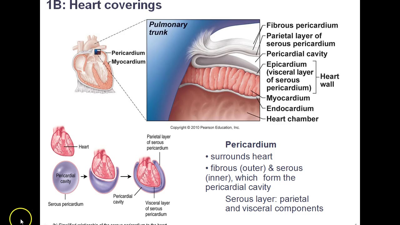Heart Part One - YouTube