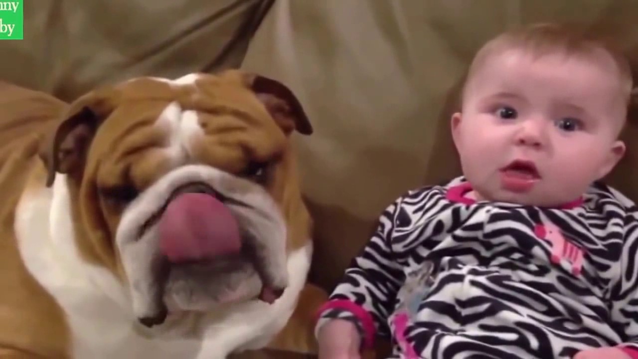 Bayi dan anjing lucu | Baby and Dog | Funny | - YouTube