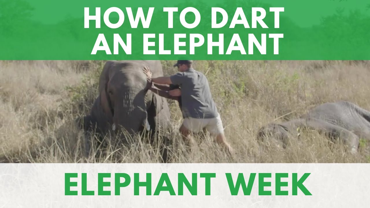 How To Dart An Elephant - YouTube