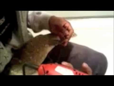 Nile Monitor Claw Care 101 Taming - YouTube