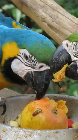 Les traje un mango a las azules #pericos #parrot - YouTube