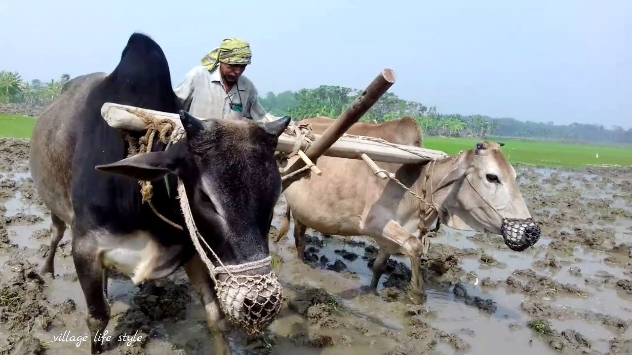 Bullock Ploughing in Mud || Ploughing Field By Oxen | Cow Plough in ...