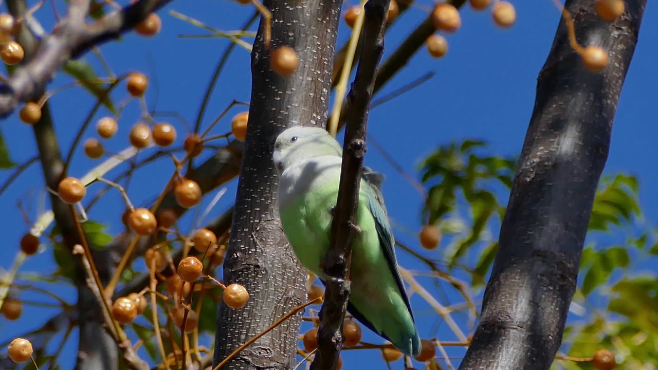 Grey-headed Lovebird in Madagascar - YouTube