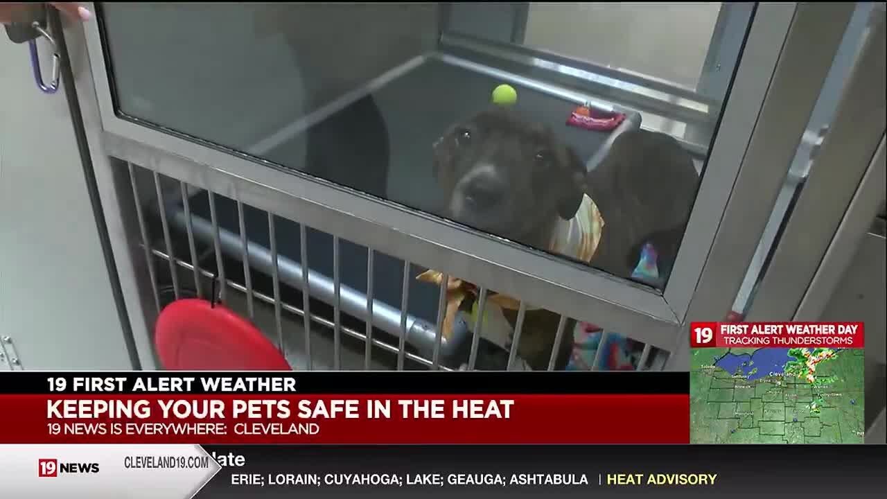 Northeast Ohio extreme heat: How to keep your pets safe and help those ...