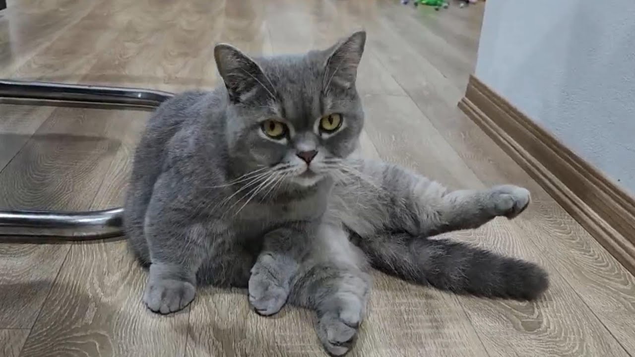 My Cat's Funny Sitting Position - YouTube