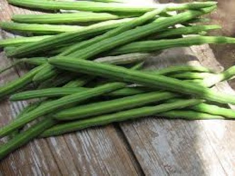 Drumstick Cultivation - ನುಗ್ಗೆ ಕೃಷಿ - YouTube