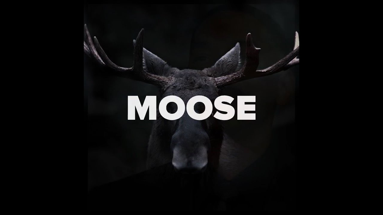 Perfect Moose. Perfect microfoam every time. - YouTube