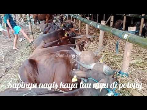 Sapinya nagis kaya tau mau di potong - YouTube