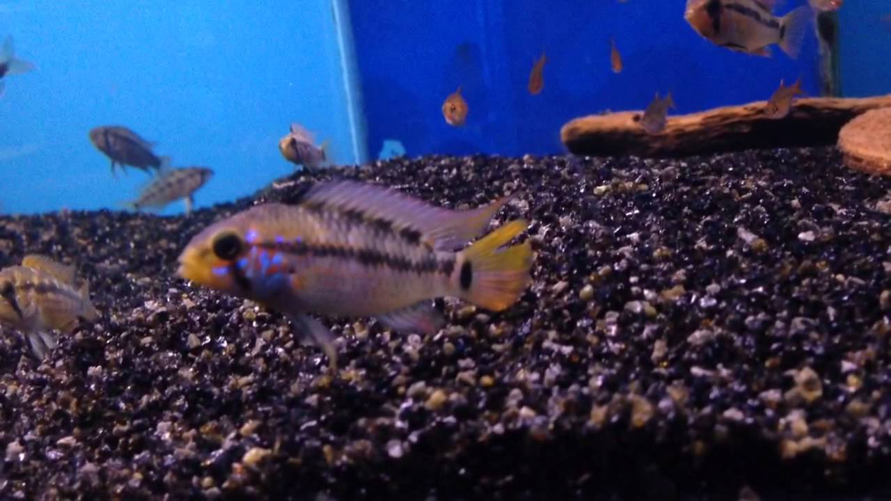 Apistogramma sp. "Baby face" bij Aquarium Speciaalzaak Utaka - YouTube