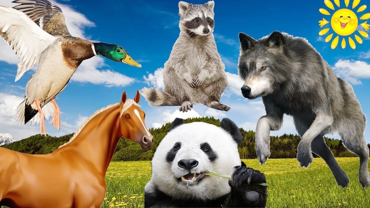 Happy animals, cows, cats, chickens, dogs, sheep, goats, elephants ...