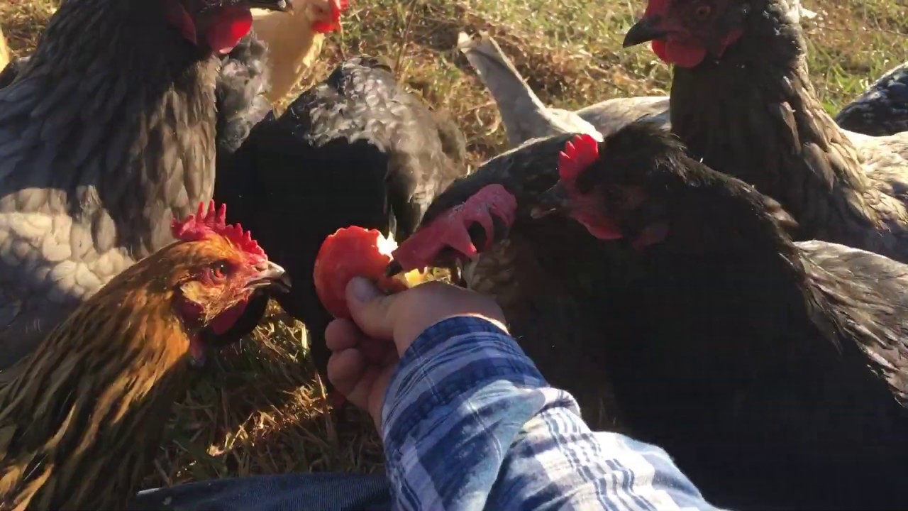 Sharing an Apple with the Mediterranean Flock — January 2020 - YouTube