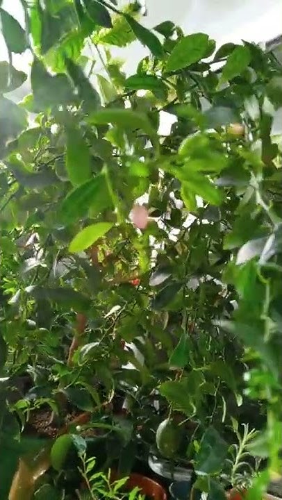 Австралийский микроцитрус цветение. Выращивание цитрусовых дома и на ...