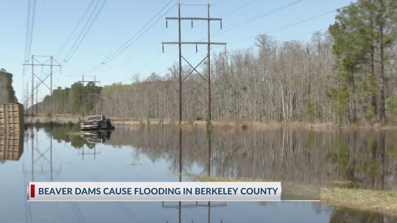 Beaver dams causing flooding on Berkeley County property - YouTube