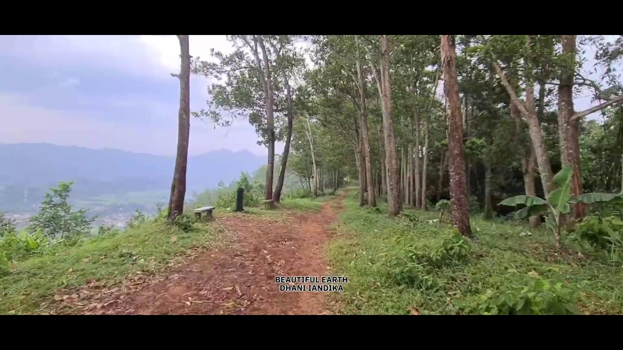 Stunning Forest Scenery | Peaceful Nature Walk in the Wilderness ...