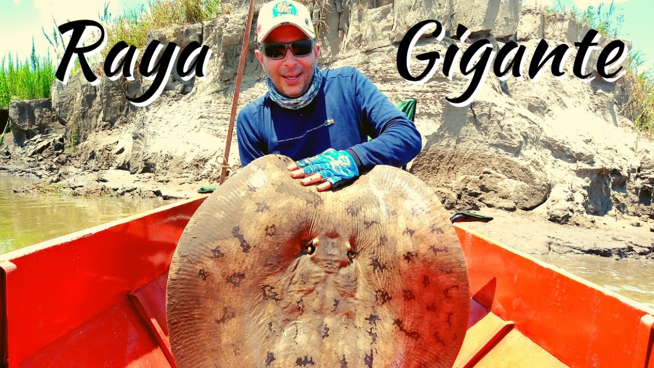 pesca de raya gigante Peru 🤩🇵🇪 - YouTube