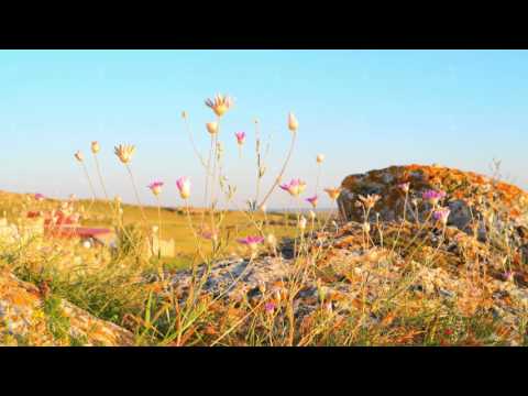 Savage scenery on rocky seashore. Steppe plants tremble on wind