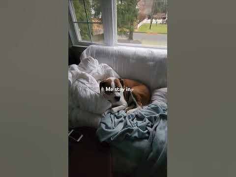 Ellie Time to Go Out #dogshorts - YouTube