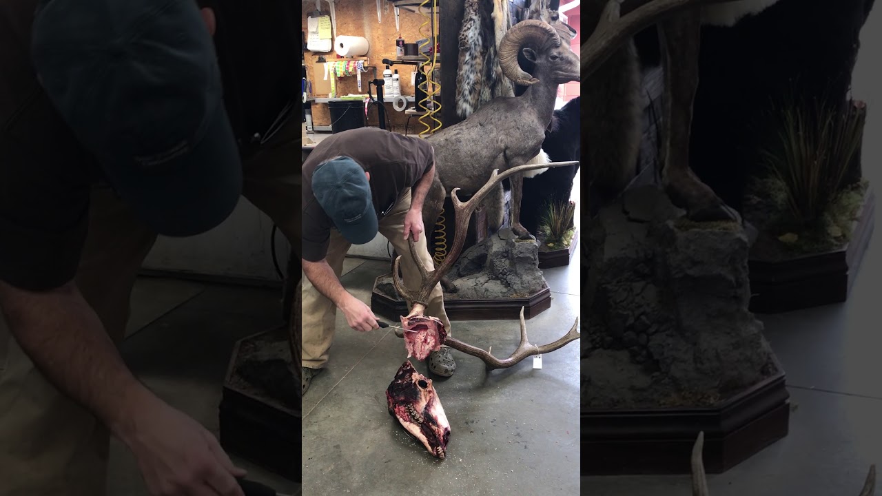 How to cut Deer and Elk Antlers off a Skull with Dan - YouTube