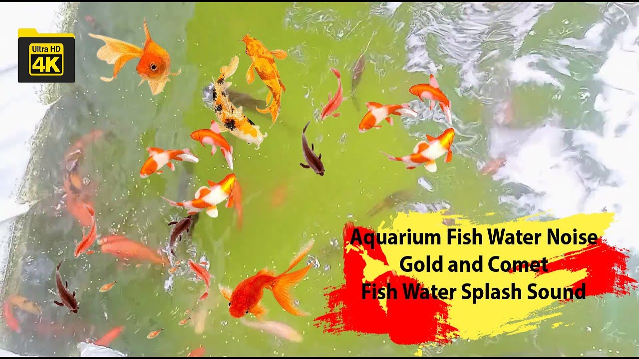 Glowing Fish Soothing Aquarium Water Stream Noise Gold and Comet Fish ...