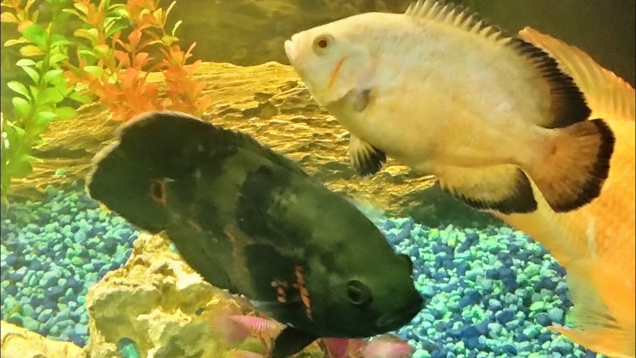 Talk Time With Cynthia is live! Saturday Live Fish Show With Talk Time ...