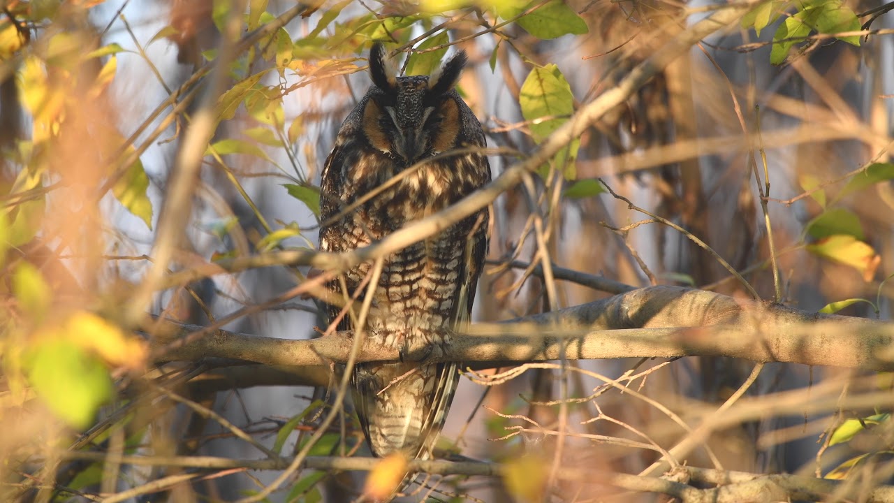 Long-eared owl Dallas, TX December 22, 2019 - YouTube
