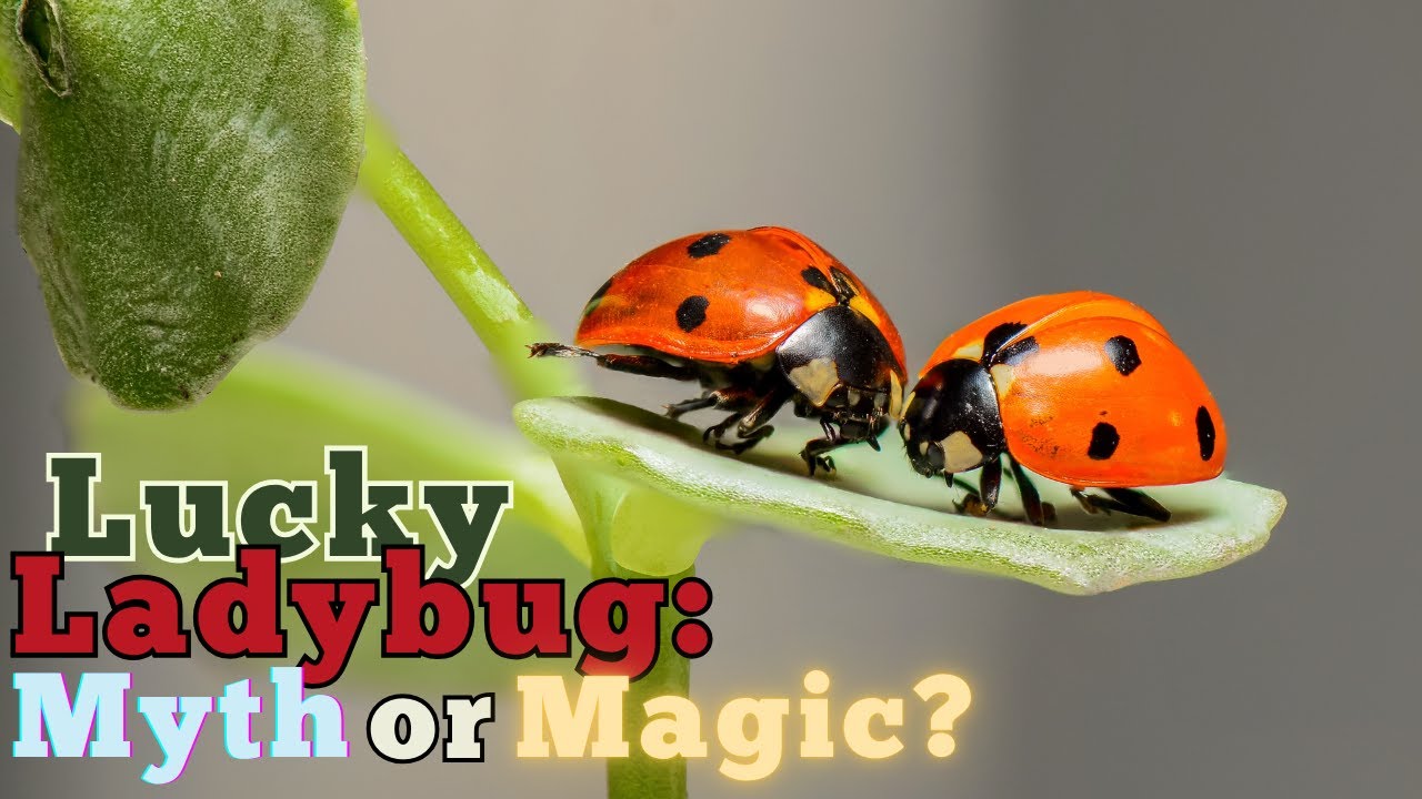 The Luck of the Ladybug: Why This Bug Is Seen as a Good Omen - YouTube