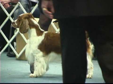 The 2008 ASC Flushing Spaniel Dog Show... Best in Show - YouTube