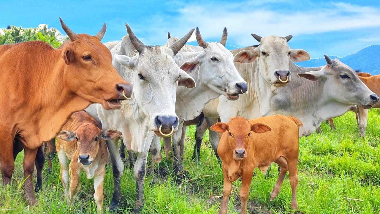Sapi Lembu Jinak Berkeliaran di Ladang Rumput yang hijau - cara ...