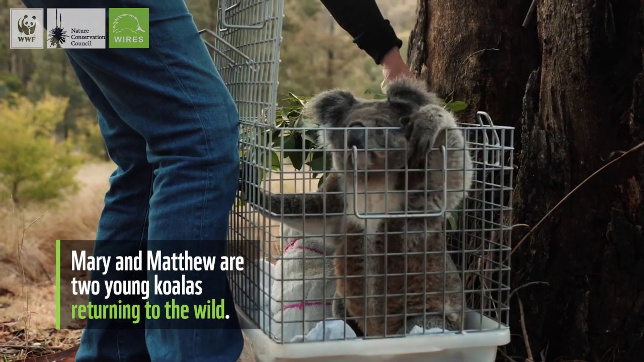 These two koalas lost their mothers to deforestation - YouTube