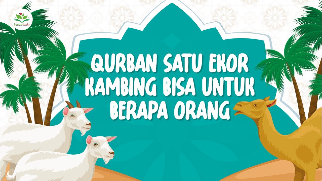 QURBAN SATU EKOR KAMBING BISA UNTUK BERAPA ORANG YouTube QURBAN SATU EKOR KAMBING BISA UNTUK BERAPA ORANG YouTube