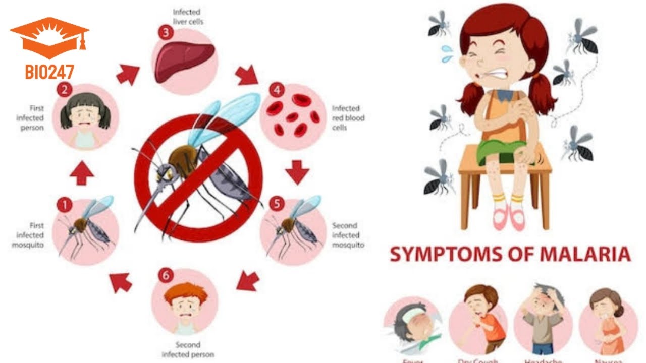 Class 12th Biology chapter - Human Health and Disease (Malaria and Life ...