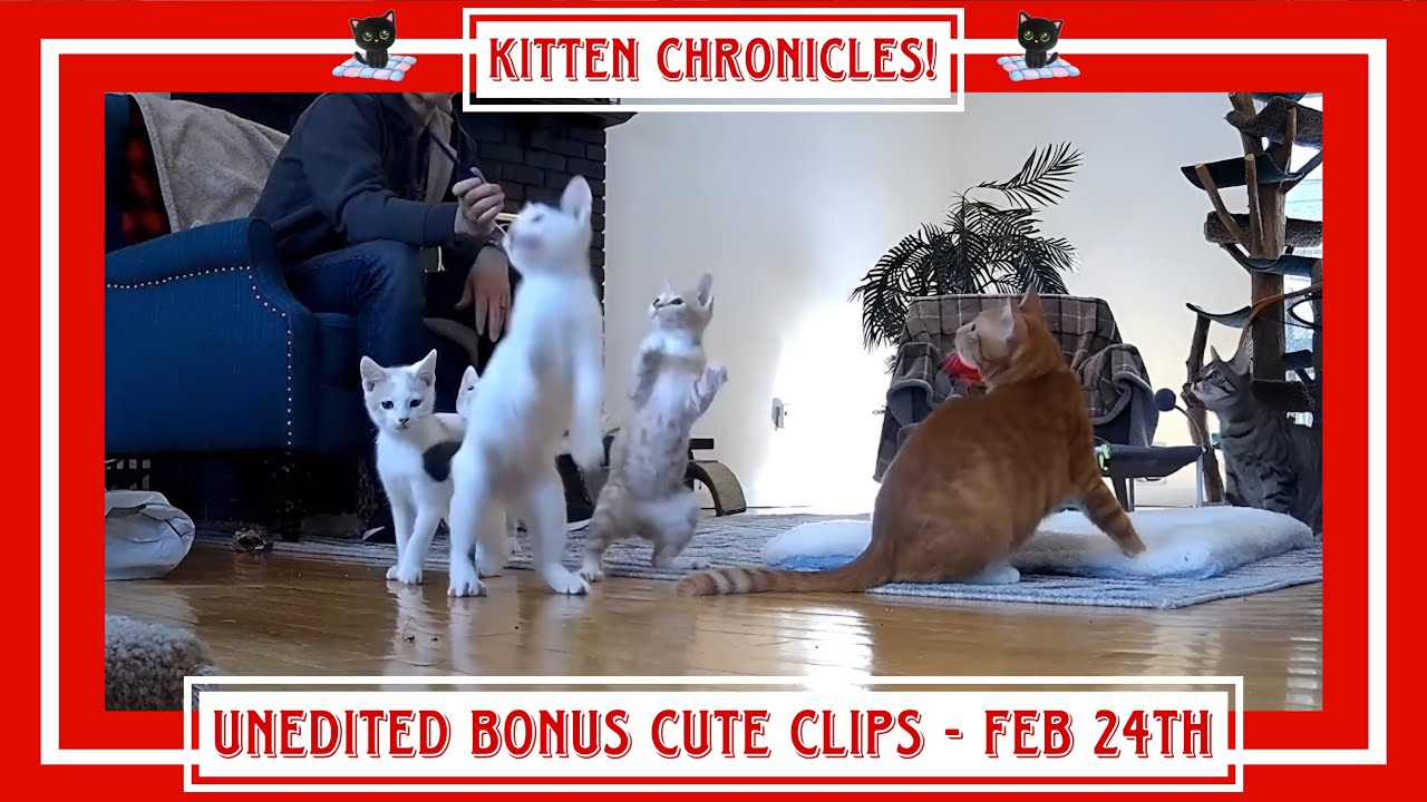 Kitten Chronicles - Unedited Bonus Cute Clips - Feb 24th - YouTube