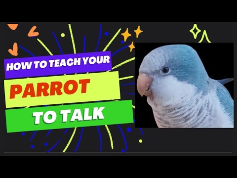 Teach Your Parrot to Talk | Parrot Teaching Video | Quaker Parrot Talking | talking parrot training