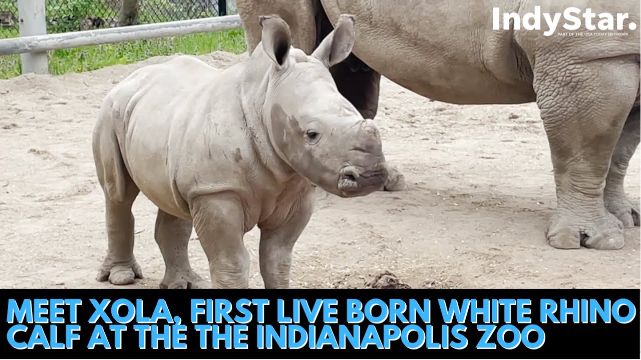 Meet the zoo's fist live born white rhino calf: Xola. #indianapoliszoo ...