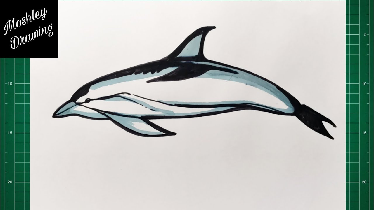 How to Draw a Spinner Dolphin - YouTube