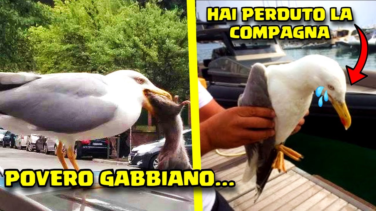 Ciò che NON SAI su "POVERO GABBIANO HAI PERDUTO LA COMPAGNA" - MEME ...