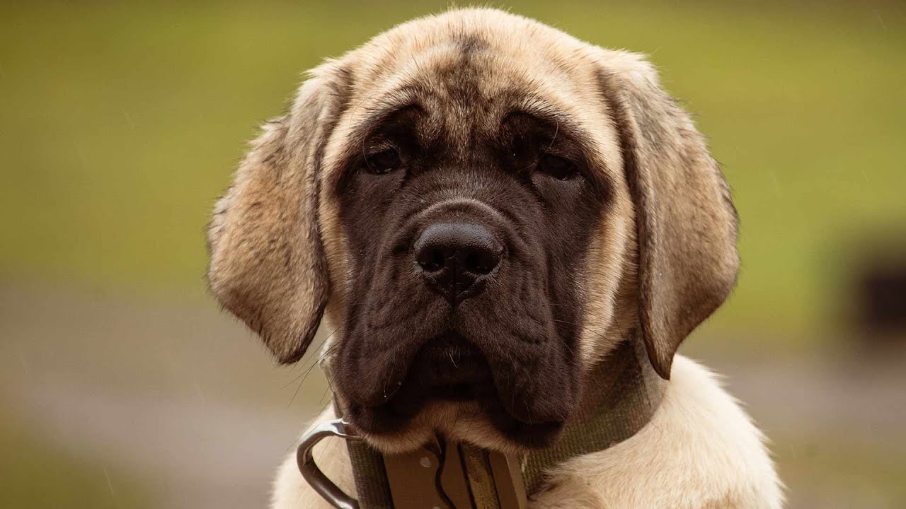 Our ENGLISH MASTIFF PUPPY Is Going To Drool EVERYWHERE! - YouTube