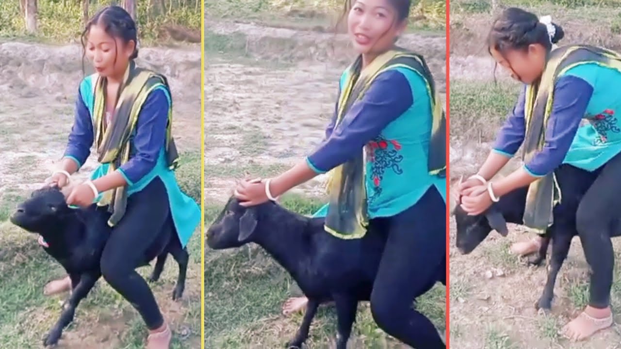 goat riding | riding goat | ride goat ️♥️ - YouTube