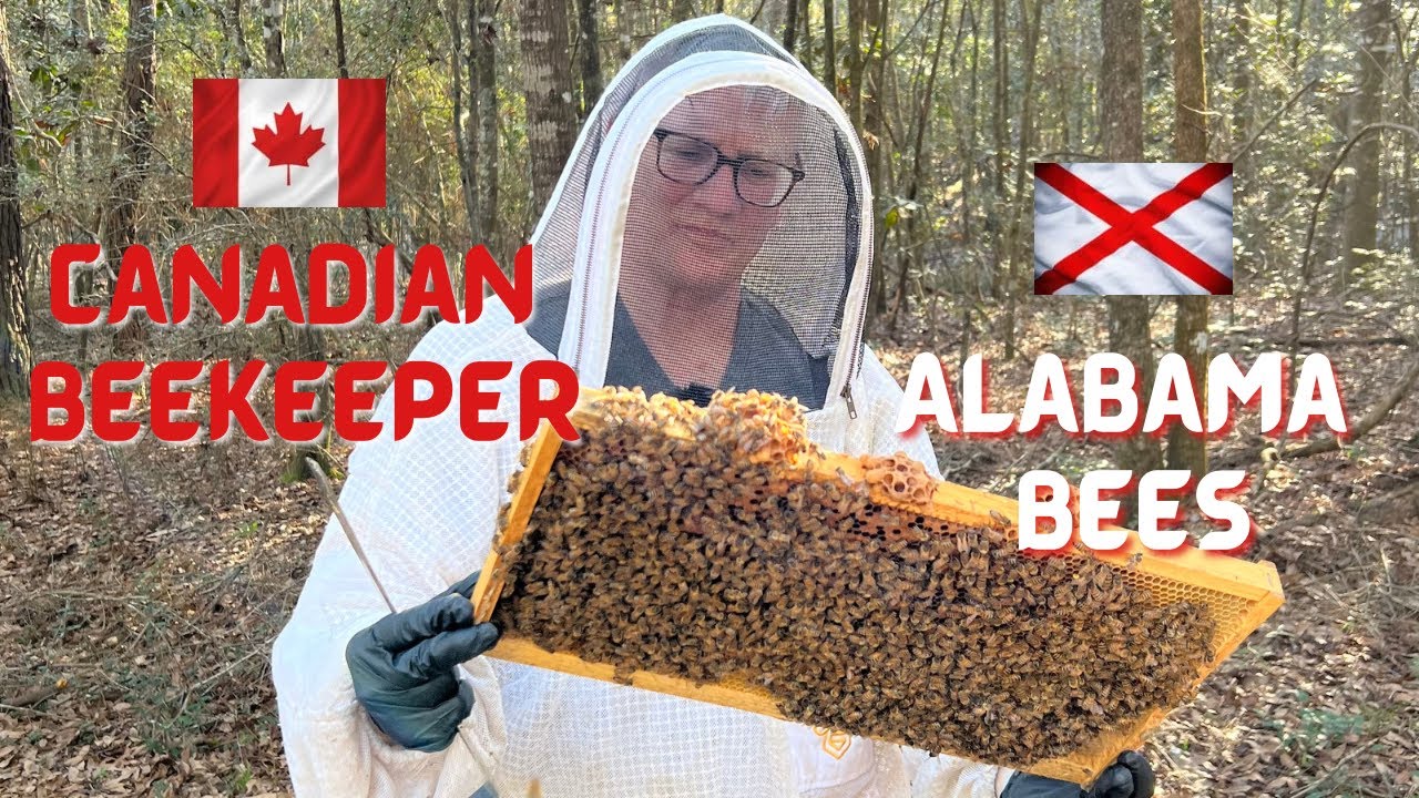 🔴Canadian Beekeeper. Alabama Bees. February. Say what?! - YouTube