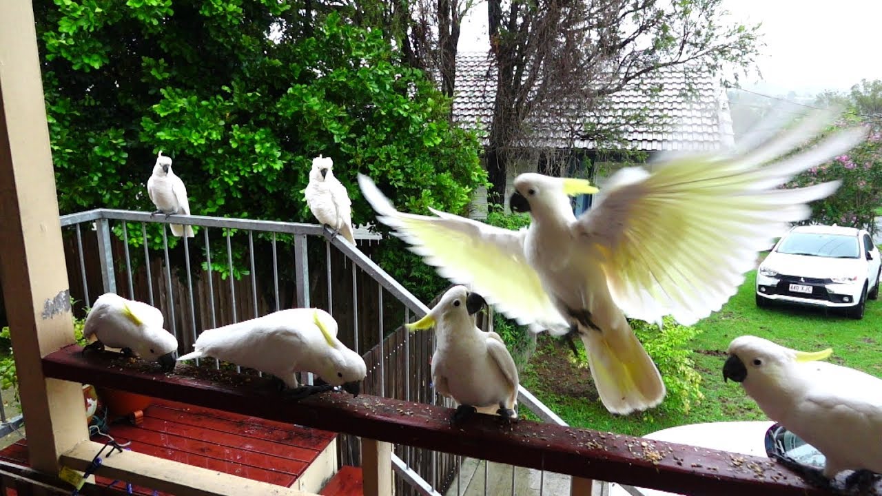 Cockatoos in Slow Motion - YouTube