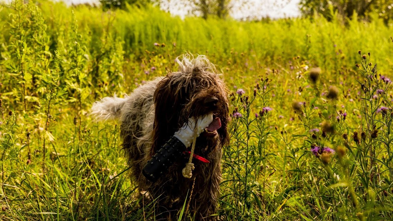 Hunting with the Wirehaired Pointing Griffon: A Versatile Hunting Dog ...