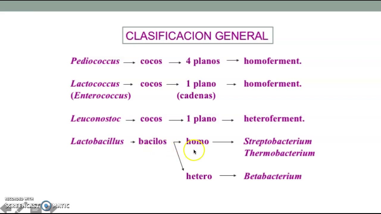 Bacterias lácticas parte 1 - YouTube