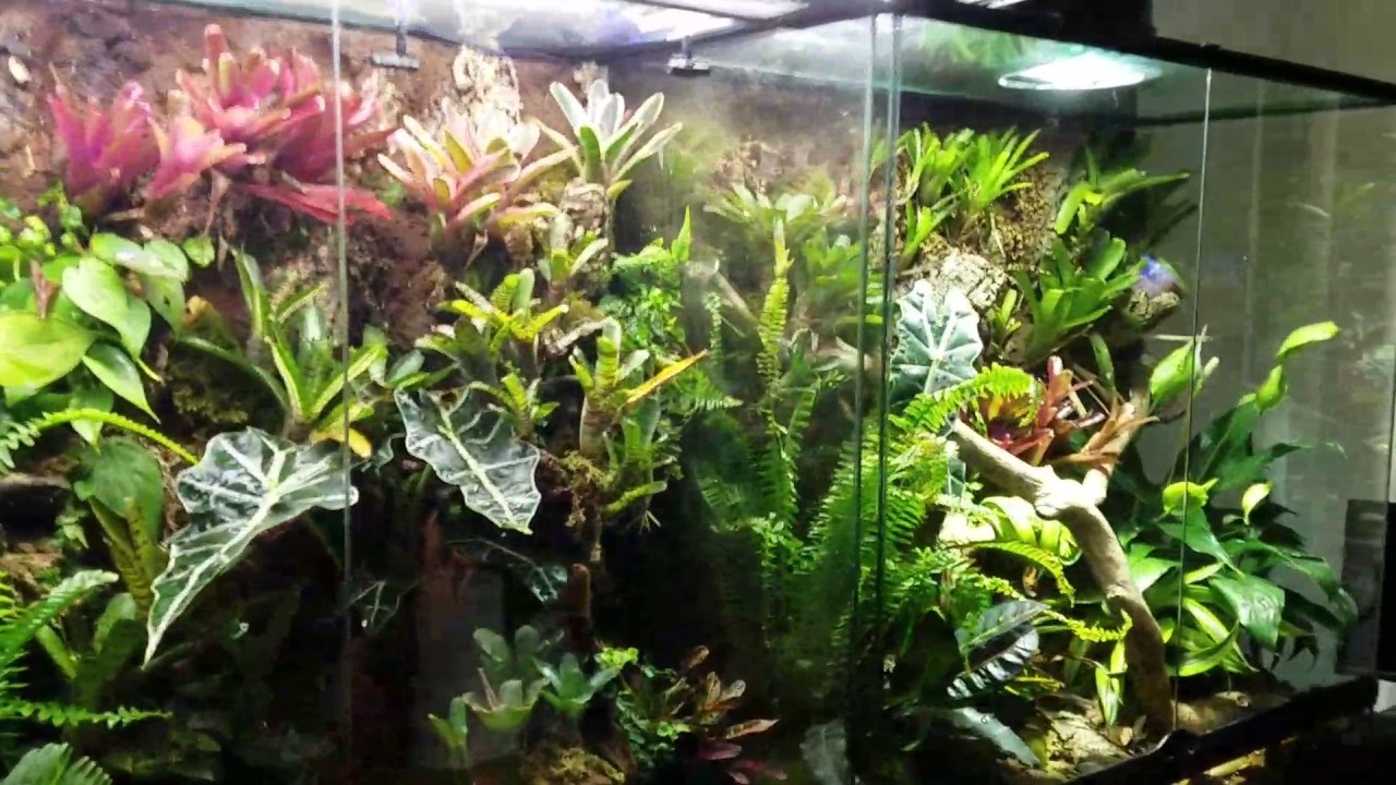 Display vivariums - YouTube