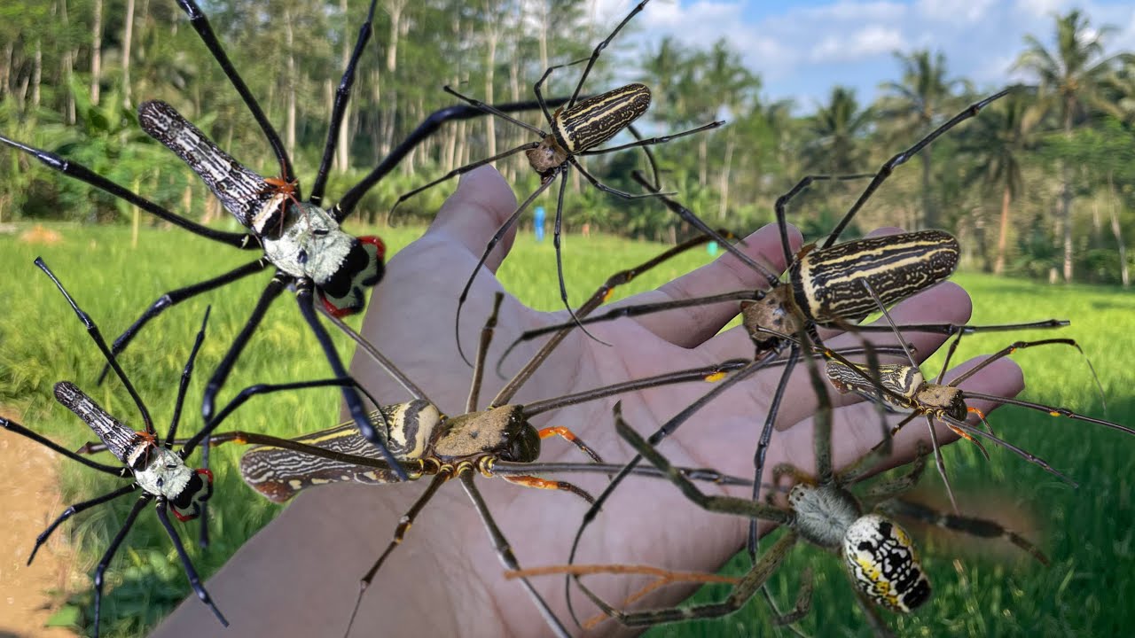 Amazing unique Spider hunt Giant Orb Weaver‼️🕷️🕸️🔥catching grasshoppers ...