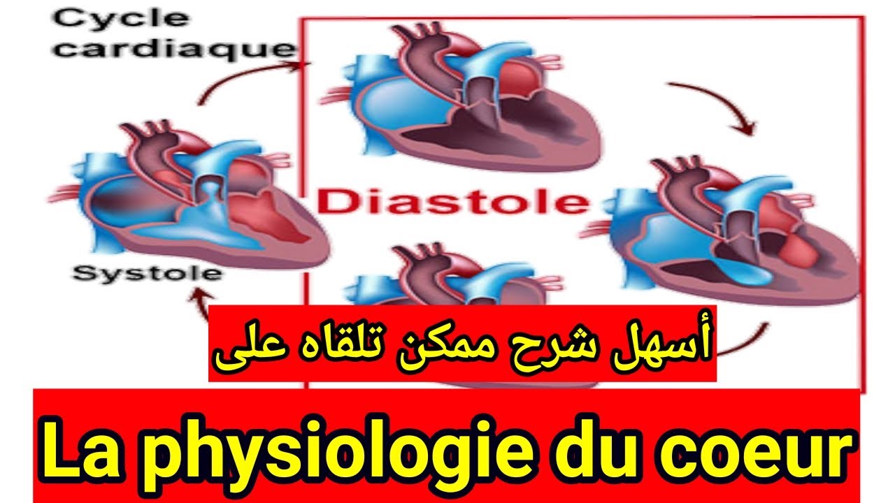 La physiologie du cœur : Le cycle cardiaque - YouTube