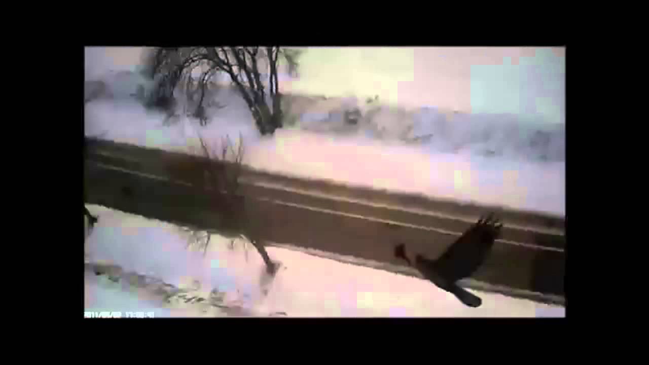 Halcones cazando un cuervo en pleno vuelo y en primer plano. - YouTube