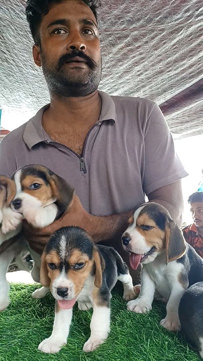 Beagle Male Female Puppy Price Update Serampore Pet Market - YouTube