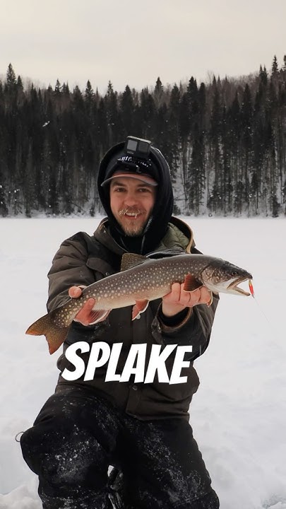 Splake & Brown Trout | Ice Fishing Tarrison Lakes #icefishing #stockedtrout #splake - YouTube