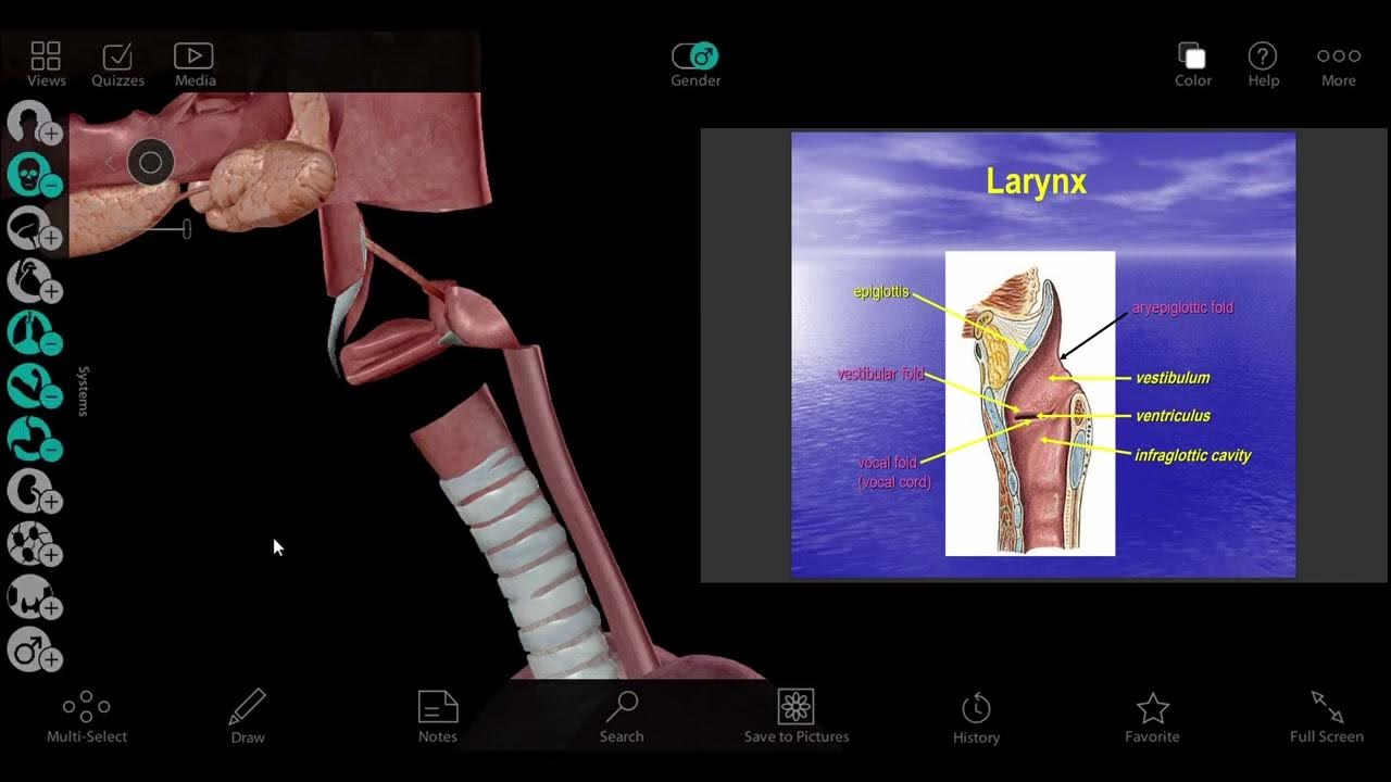 Larynx - YouTube
