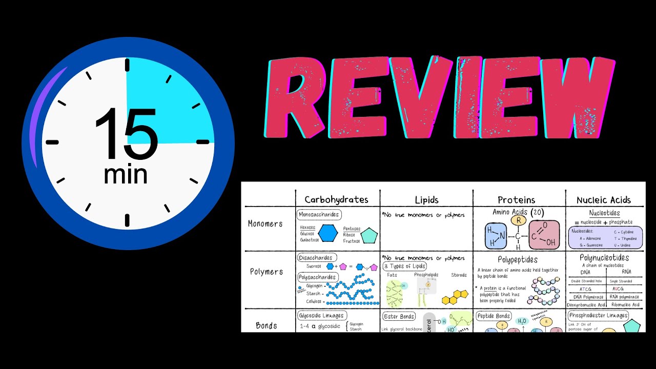 Macromolecule Table Review (monomer, polymer, bond, functions, Carb ...